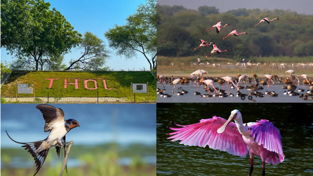 Thol Lake Sanctuary Ticket Price 2026: Timings, Entry Fees, Best Time ...